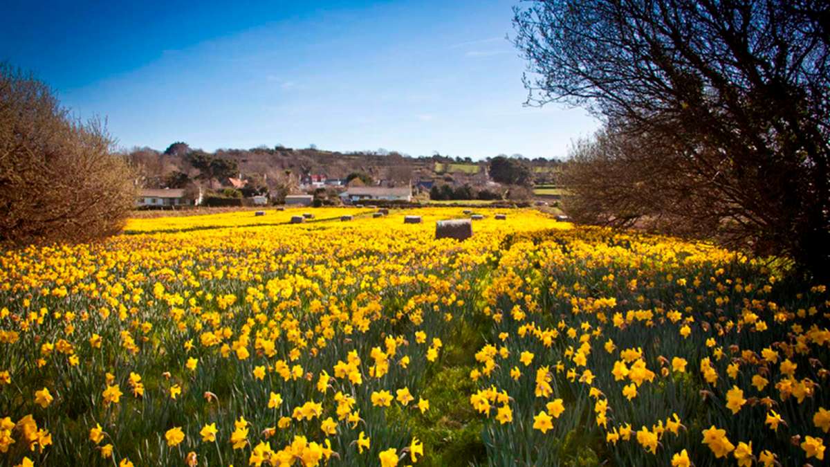 Stoicism – The Works and Chirps of a Guernseyman